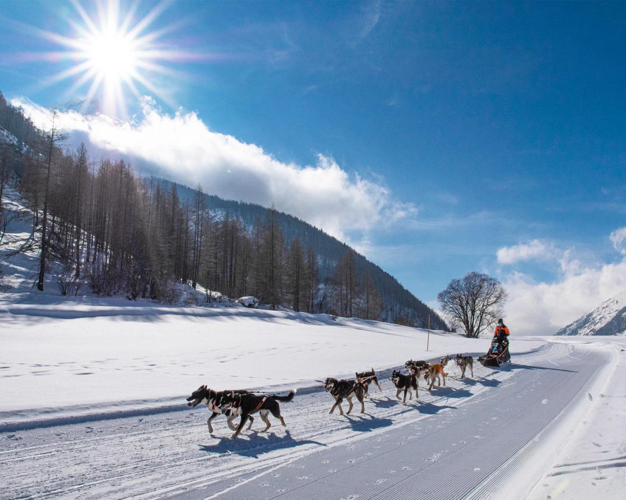 Chiens de traineau - Bessans | Haute Maurienne Vanoise