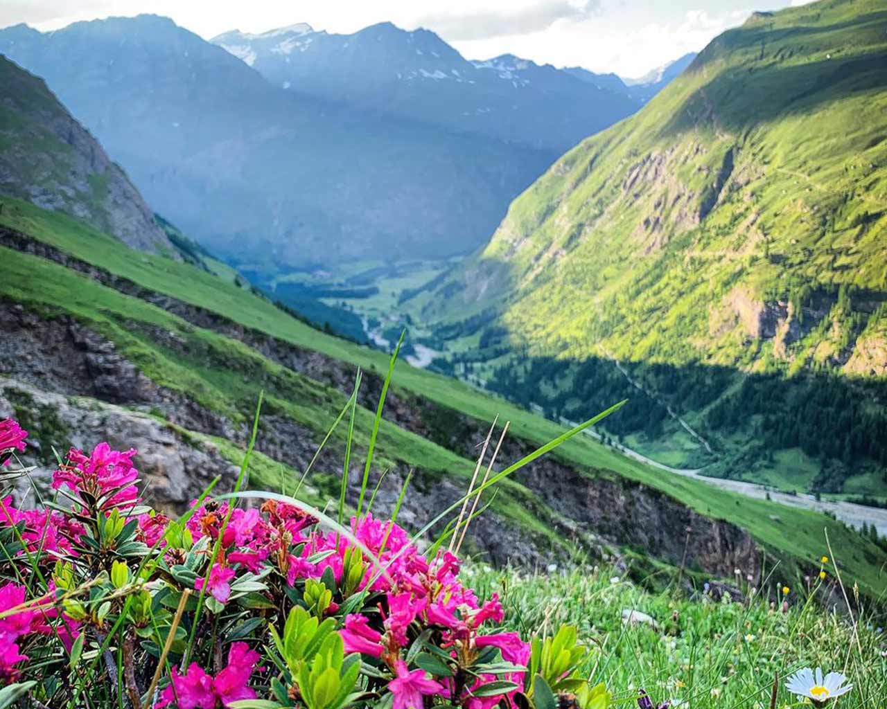 Faune et flore - Bessans | Haute Maurienne Vanoise